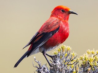 Apapane - eBird