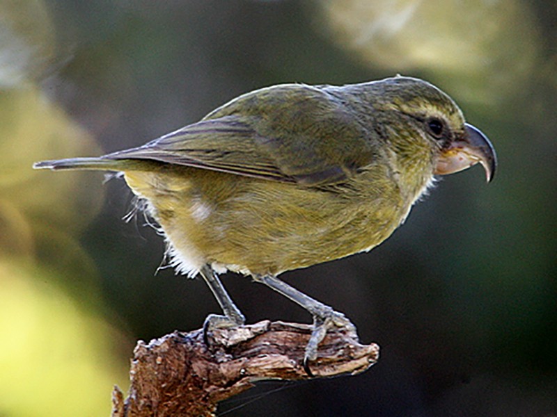 Maui Parrotbill - eBird