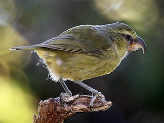 Maui Parrotbill - eBird