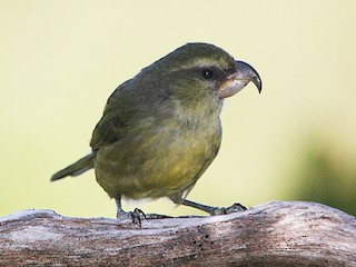 Maui Parrotbill - eBird