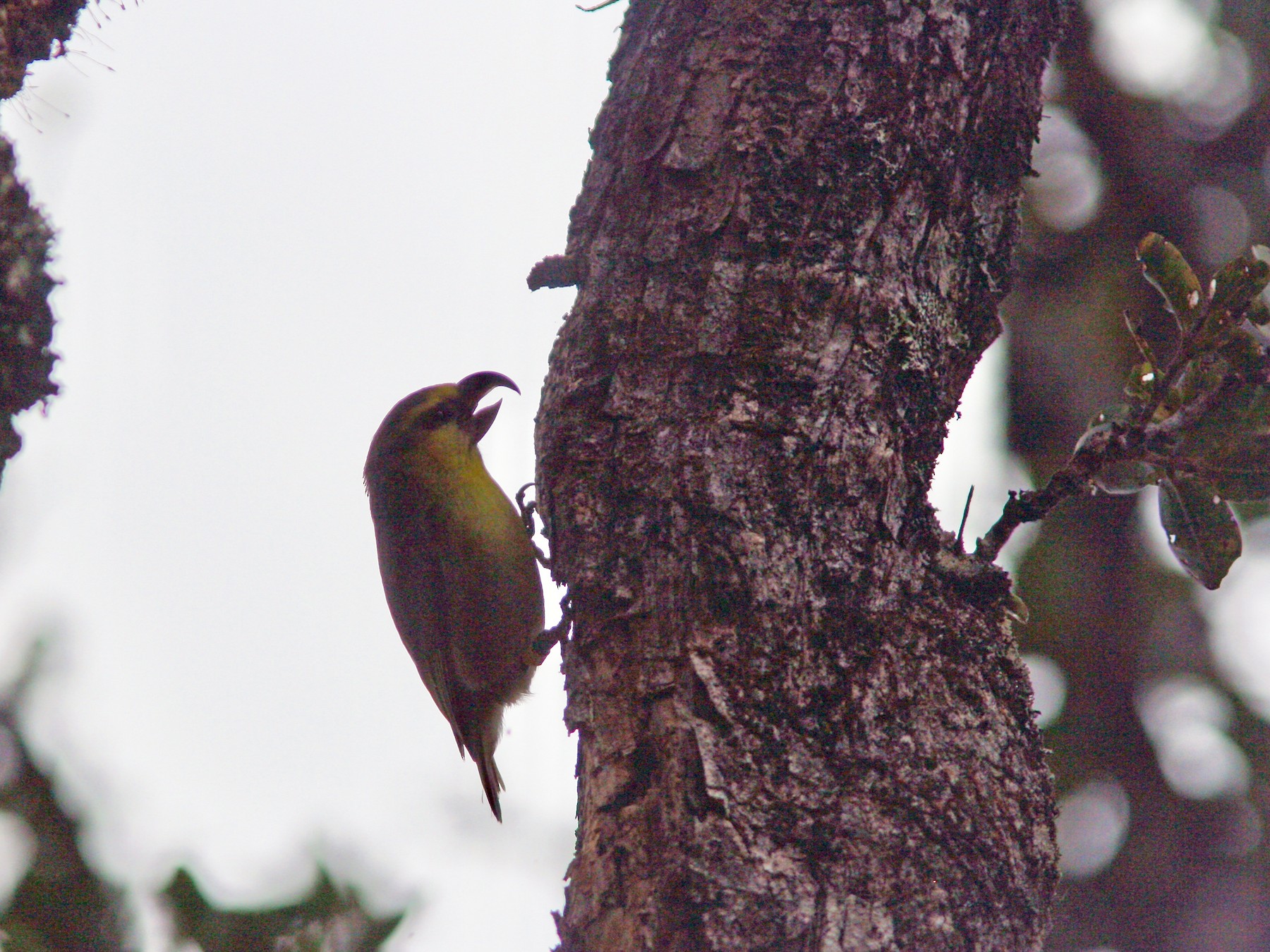 Maui Parrotbill - eBird