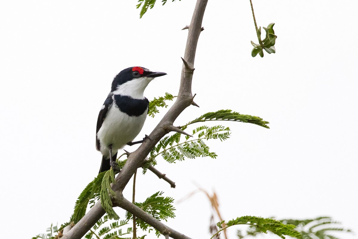 Brown-throated Wattle-eye - Platysteira cyanea - Birds of the World