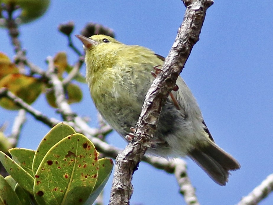 Anianiau - eBird