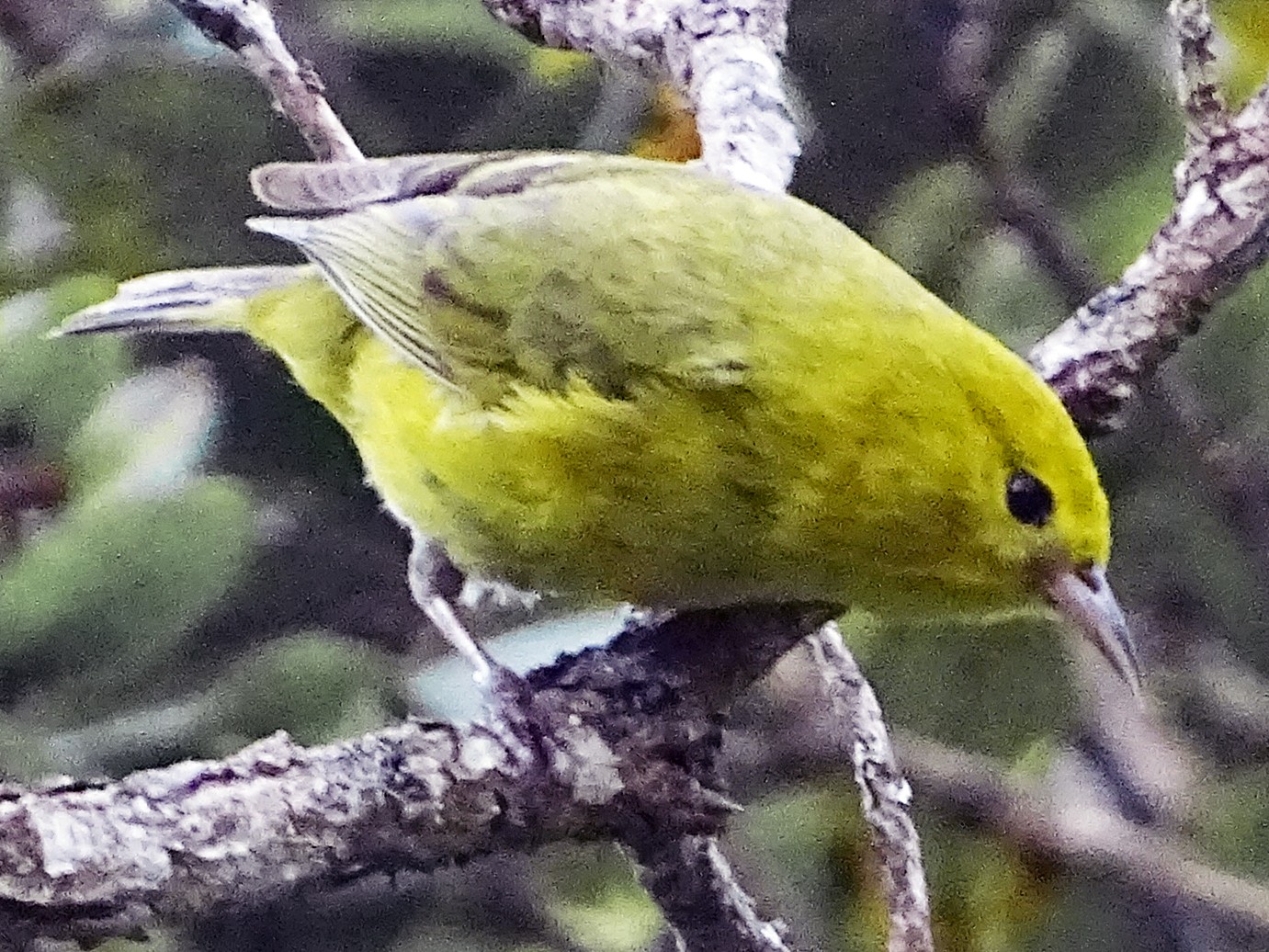 Anianiau - eBird