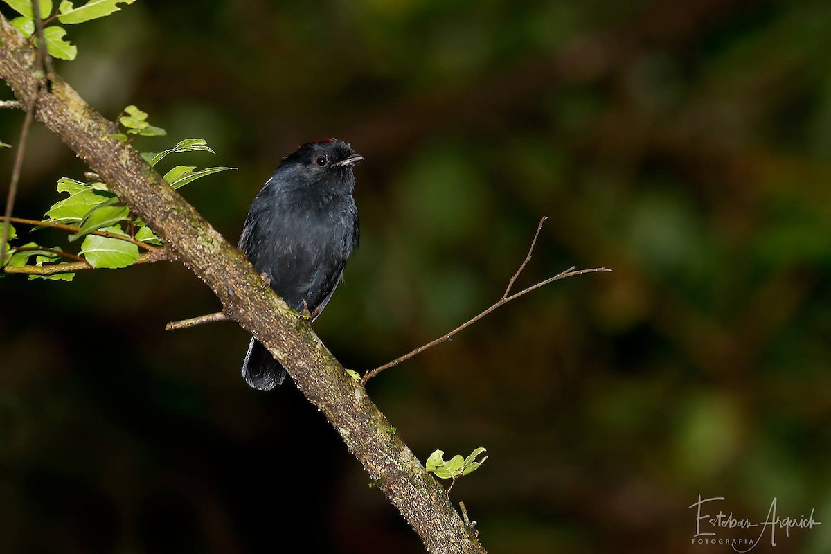 Yungas Manakin - Chiroxiphia boliviana - Birds of the World