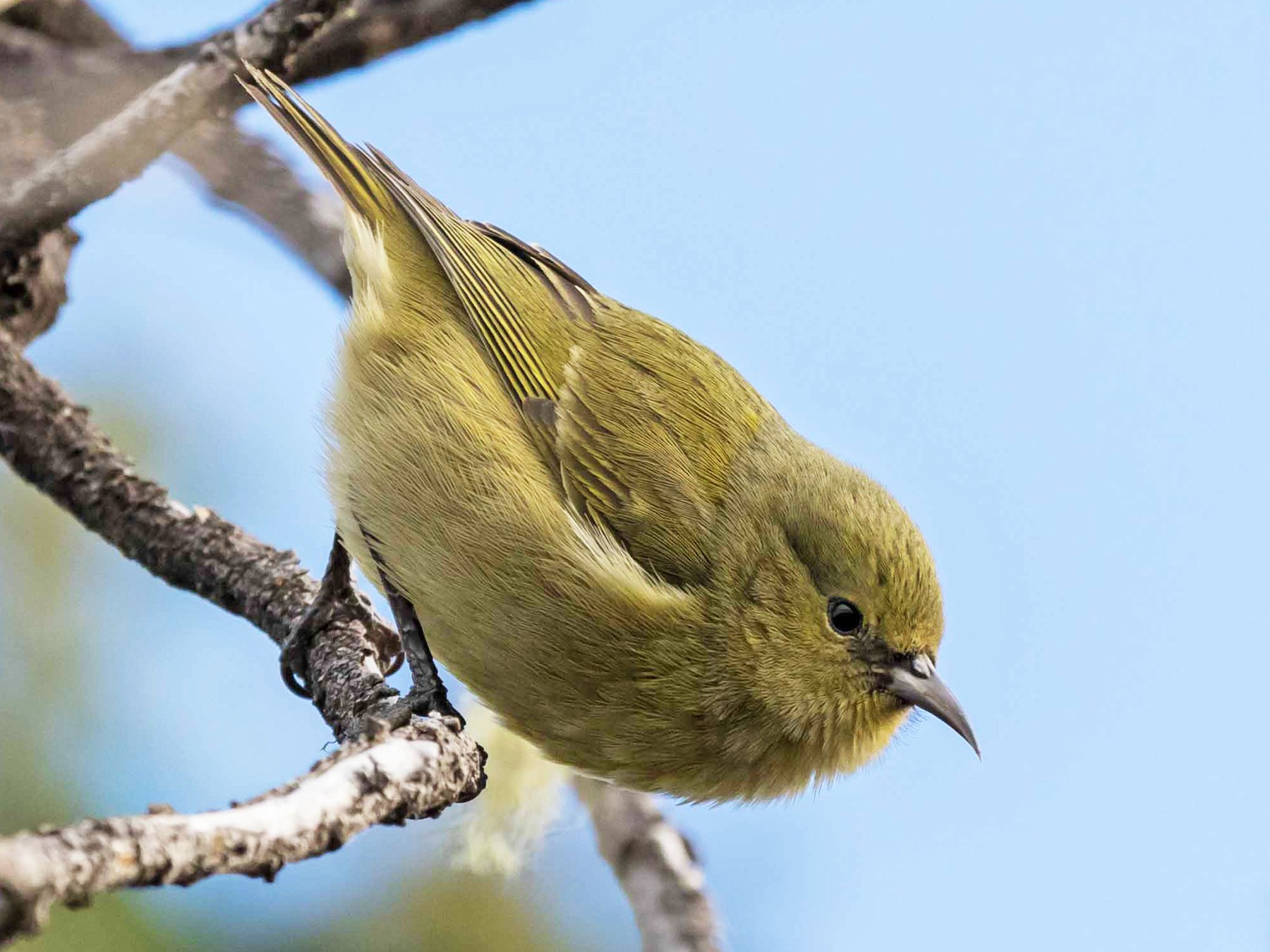 Hawaii Amakihi - eBird