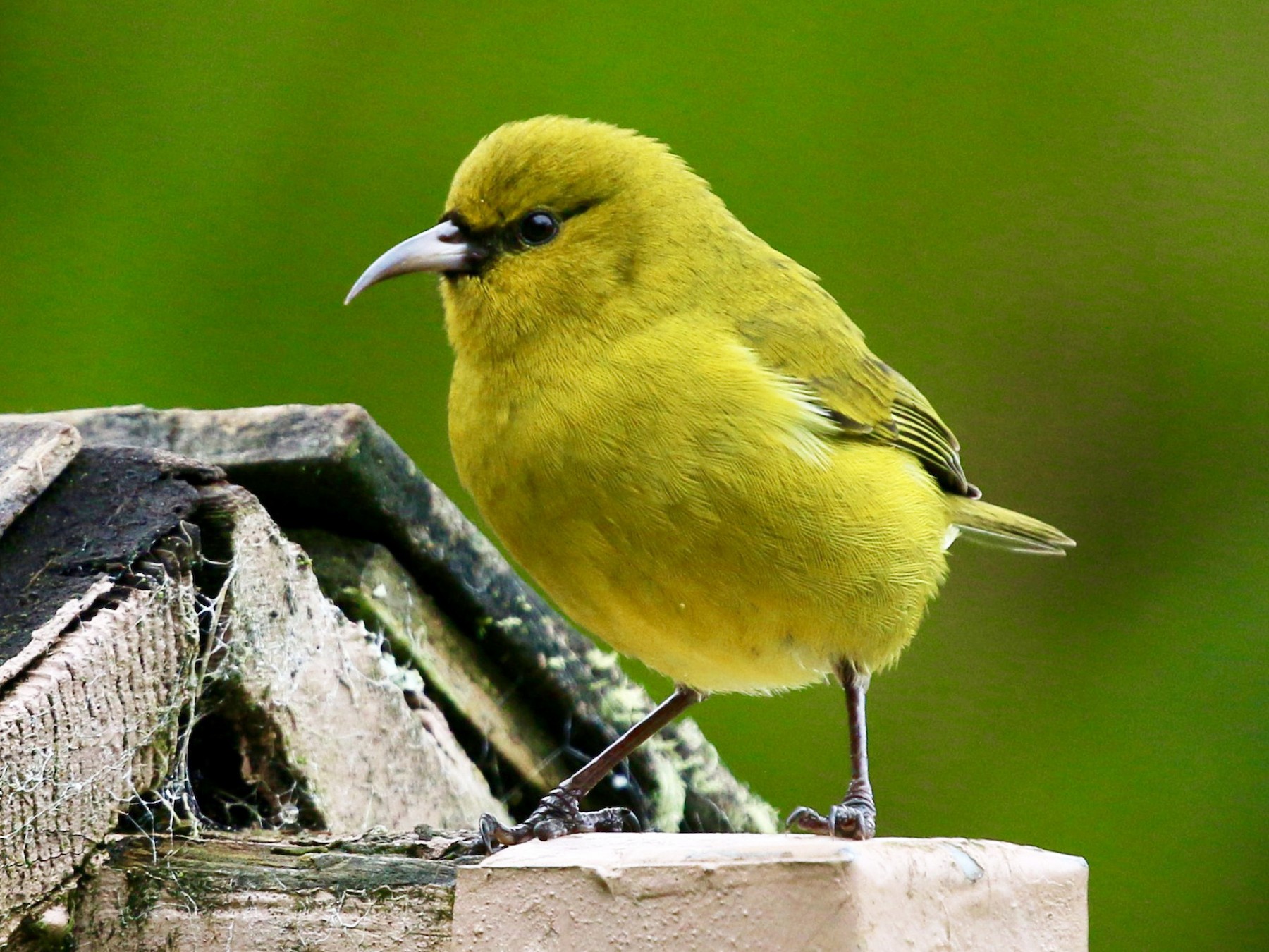 Hawaii Amakihi - eBird