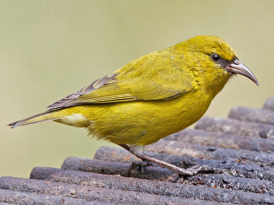 Hawaii Amakihi - eBird