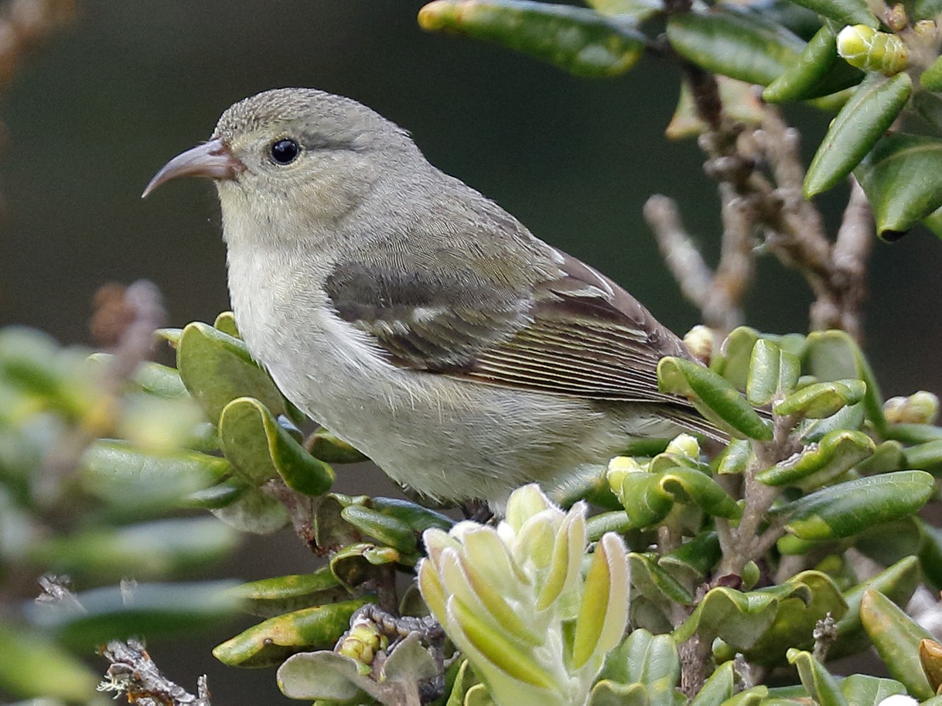 Oahu Amakihi - eBird