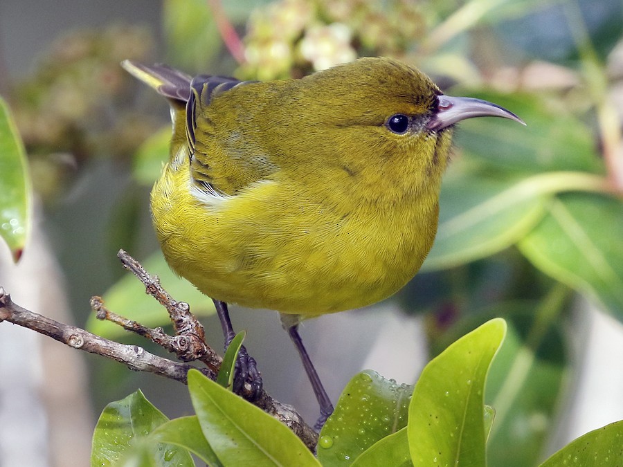Amakihi de Oahu - eBird