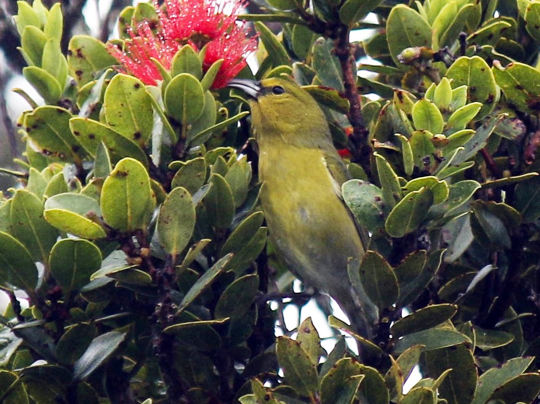 Kauai Amakihi - eBird
