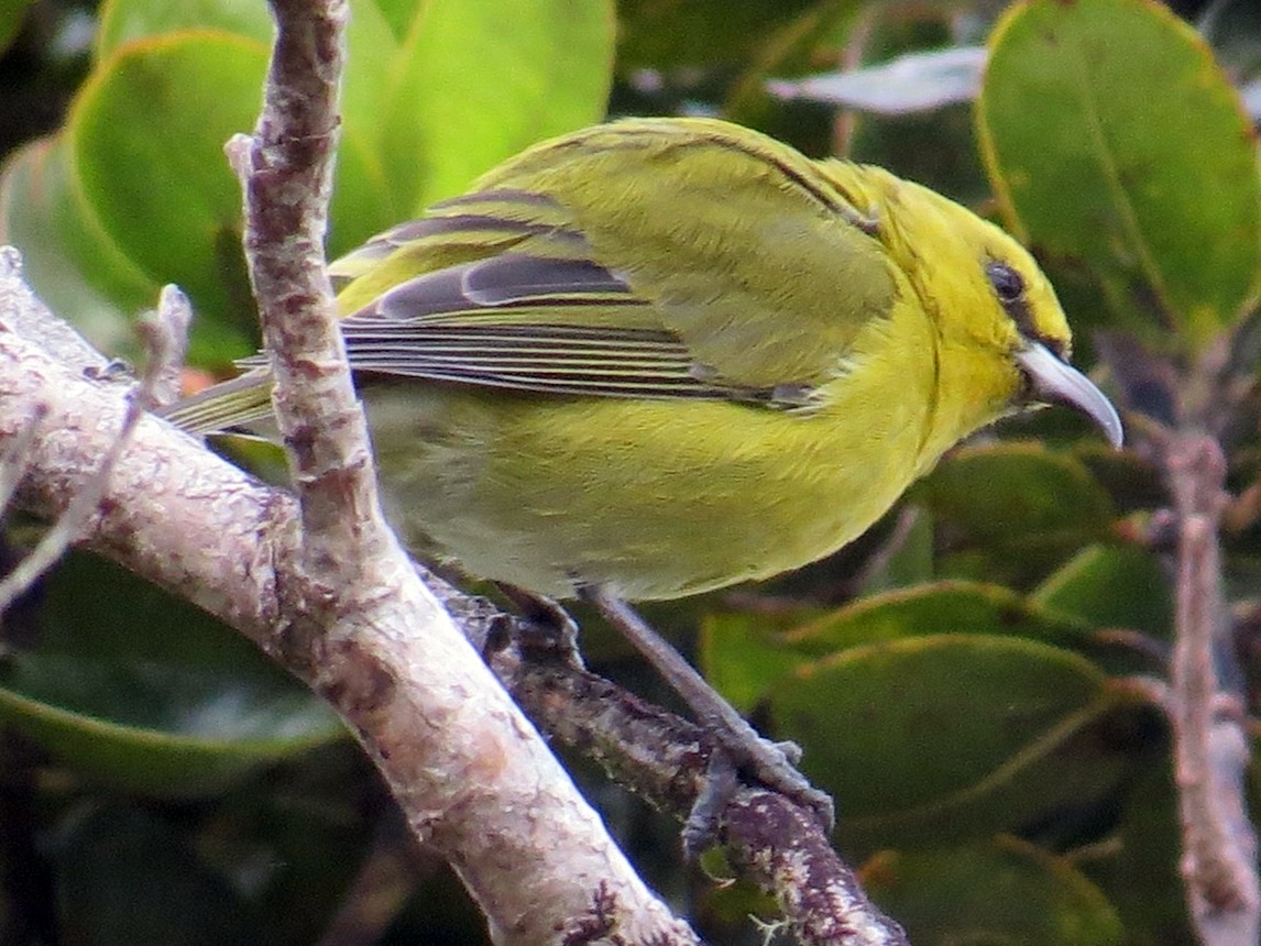 Kauai Amakihi - eBird