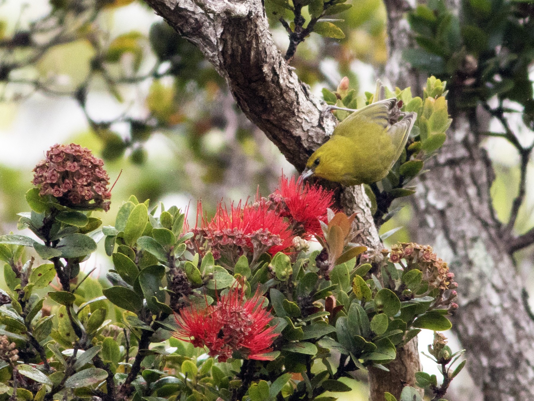 Kauai Amakihi - eBird