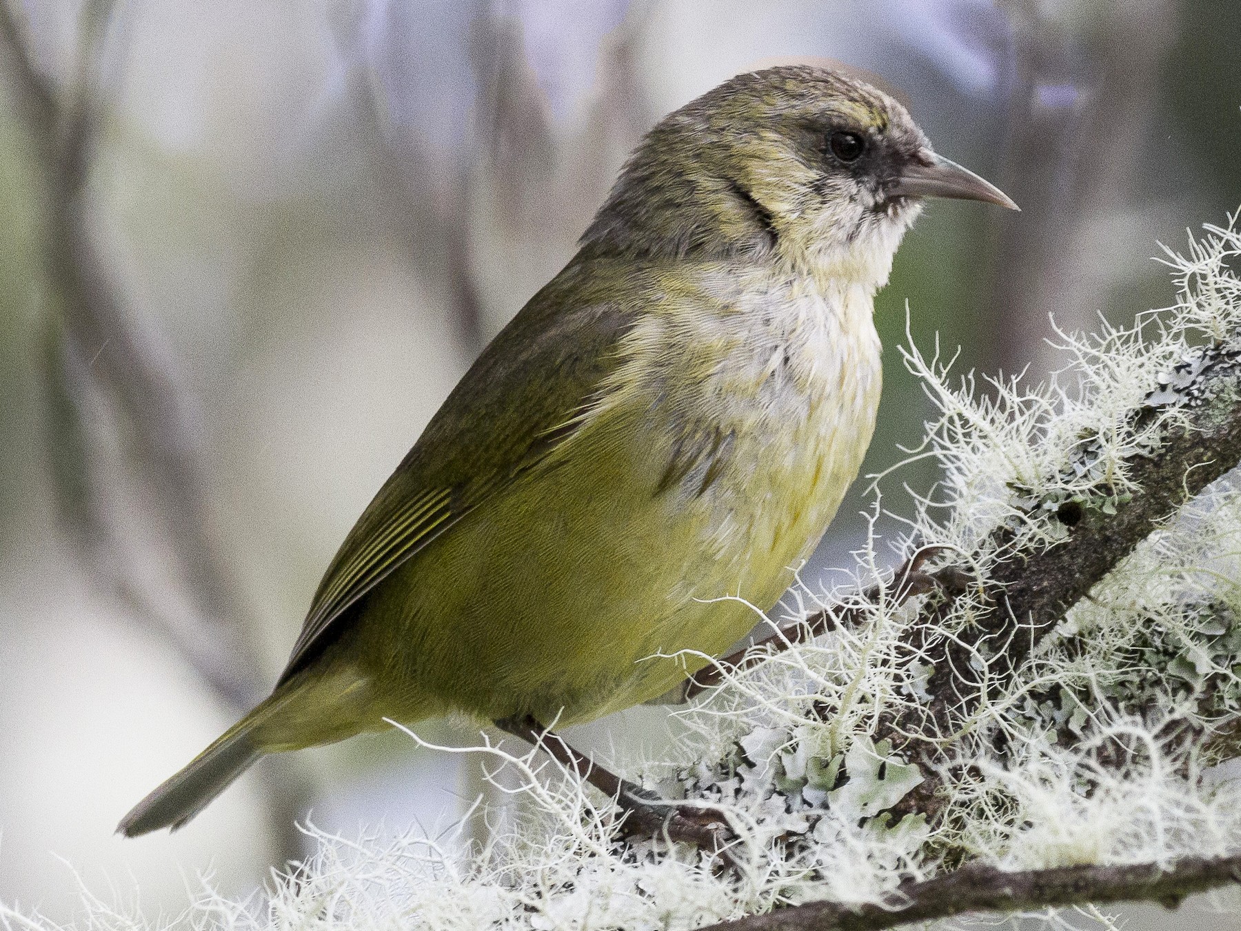Hawaii Creeper - eBird