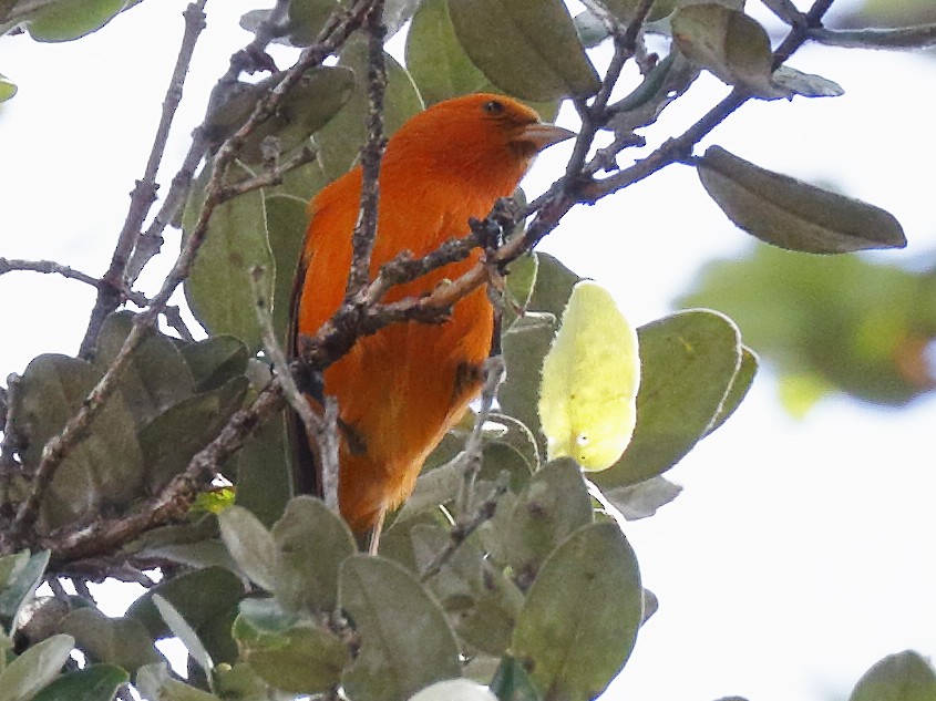 Hawaii Akepa - eBird