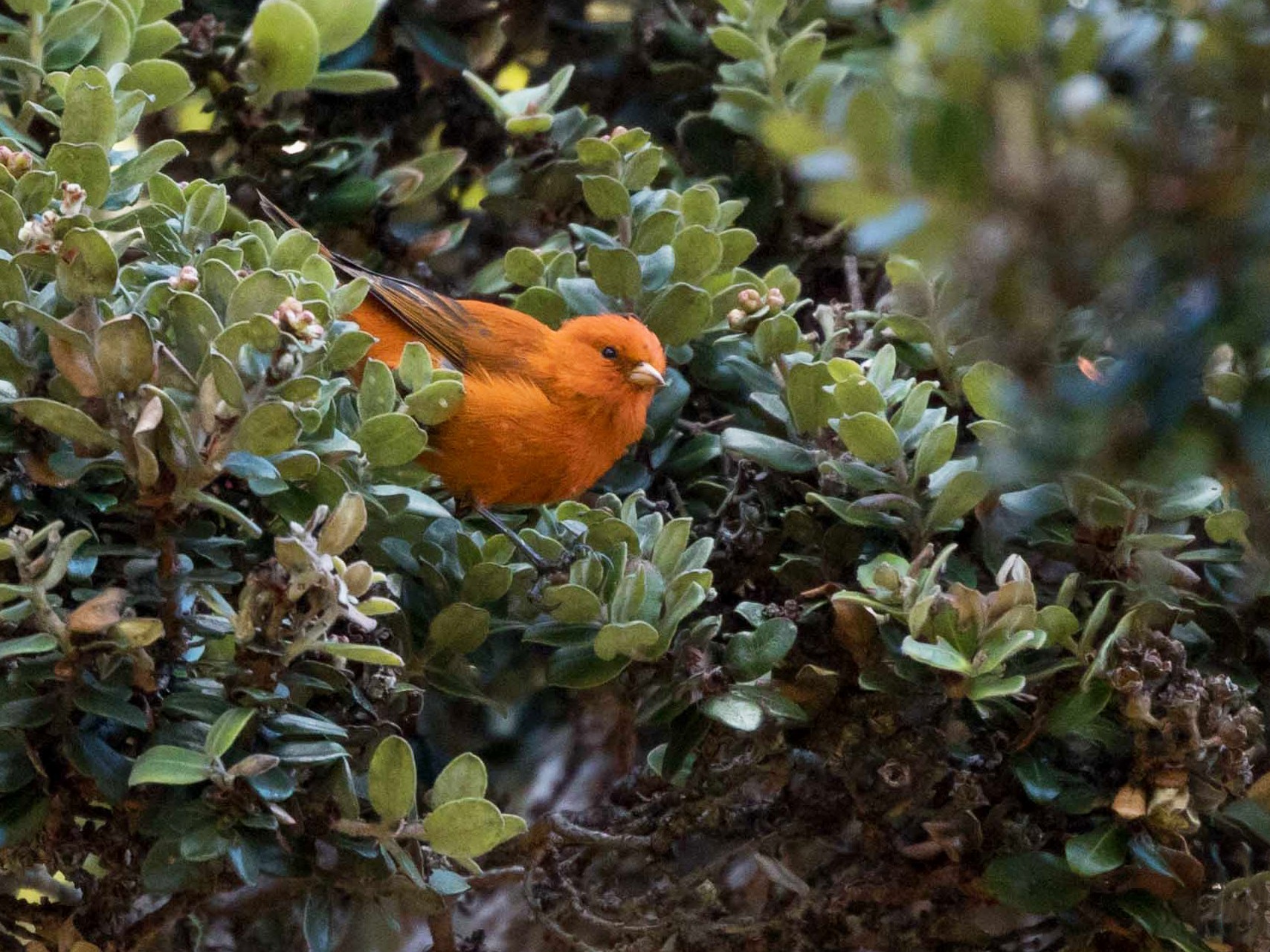 Hawaii Akepa - eBird