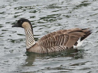 Hawaiian Goose - eBird