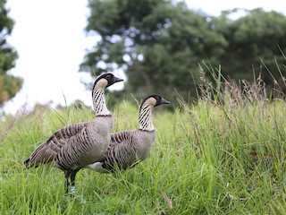 Hawaiian Goose - eBird