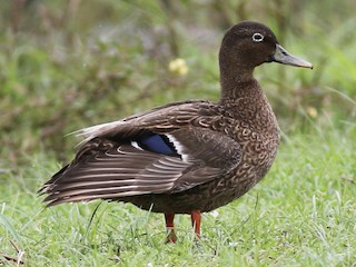 Hawaiian Duck - eBird