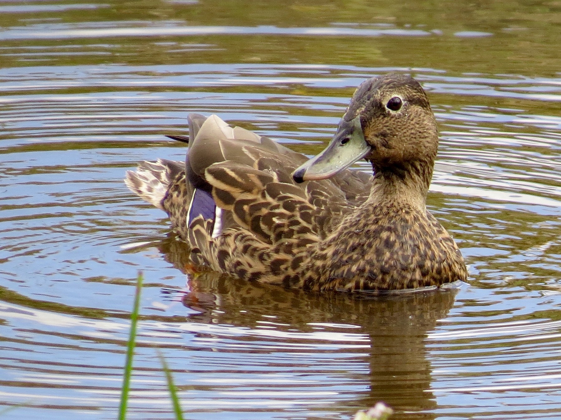 Koloa Duck