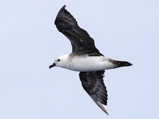 カワリシロハラミズナギドリ - eBird カワリシロハラミズナギドリ - eBird