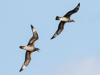 カワリシロハラミズナギドリ - eBird カワリシロハラミズナギドリ - eBird