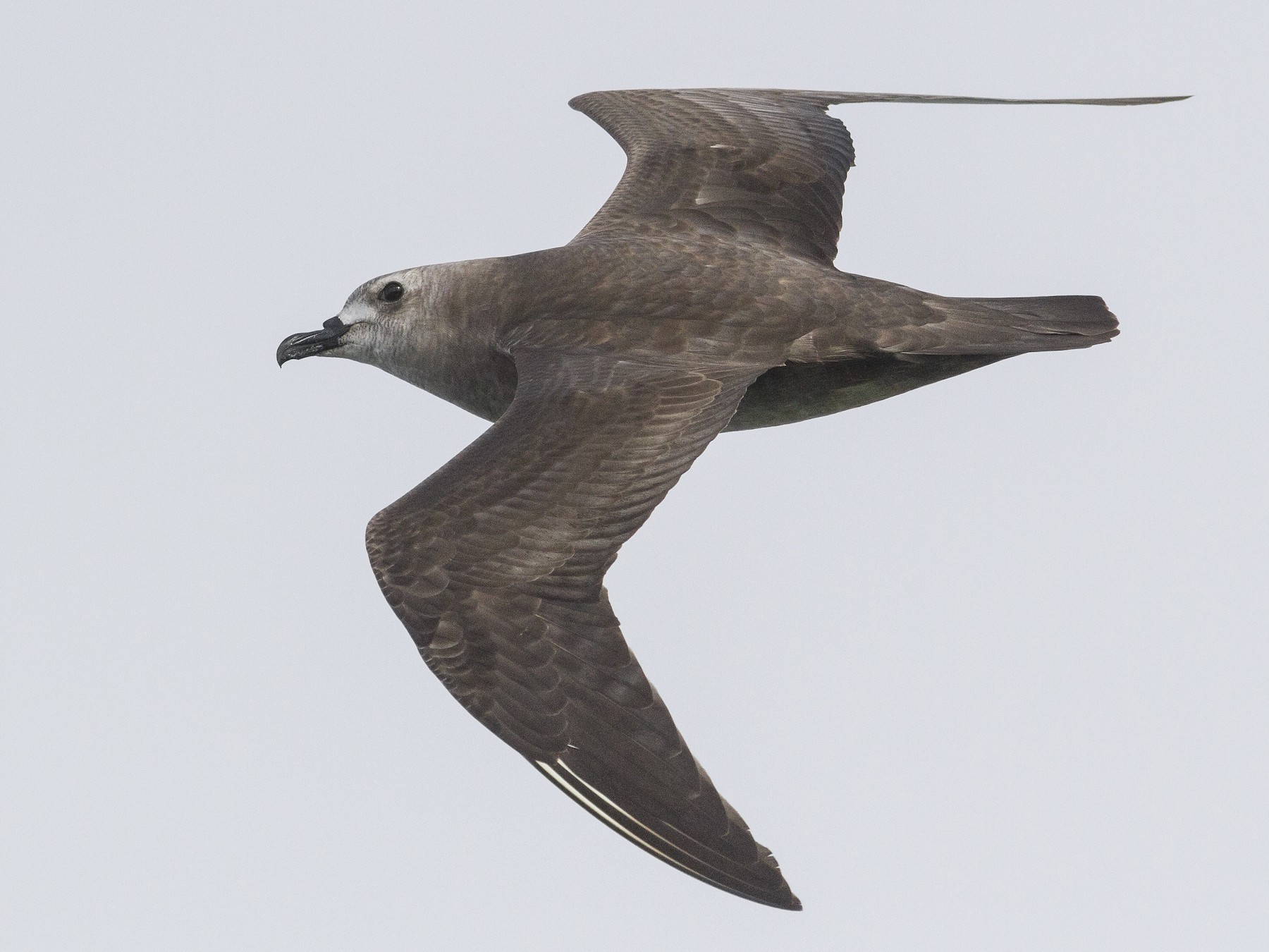 Kermadec Petrel - eBird