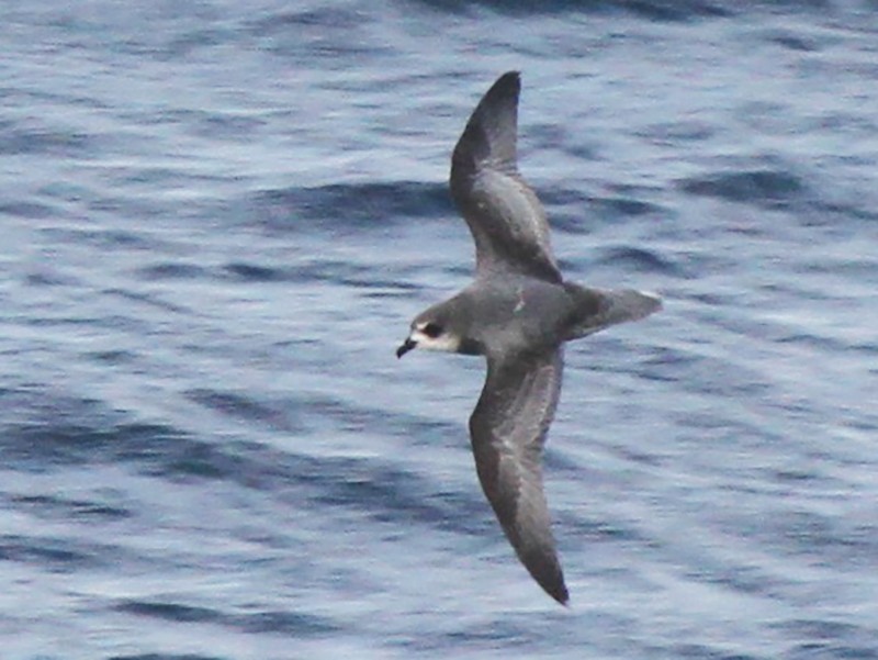 Mottled Petrel - New Zealand eBird