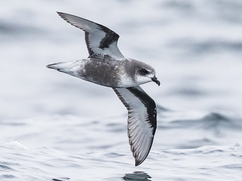 Mottled Petrel - eBird