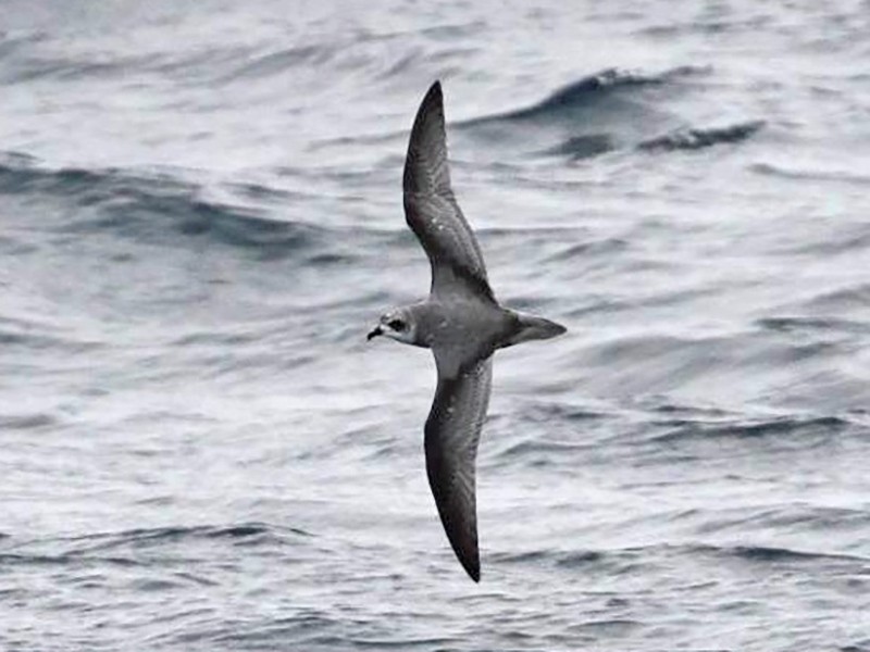Mottled Petrel - eBird