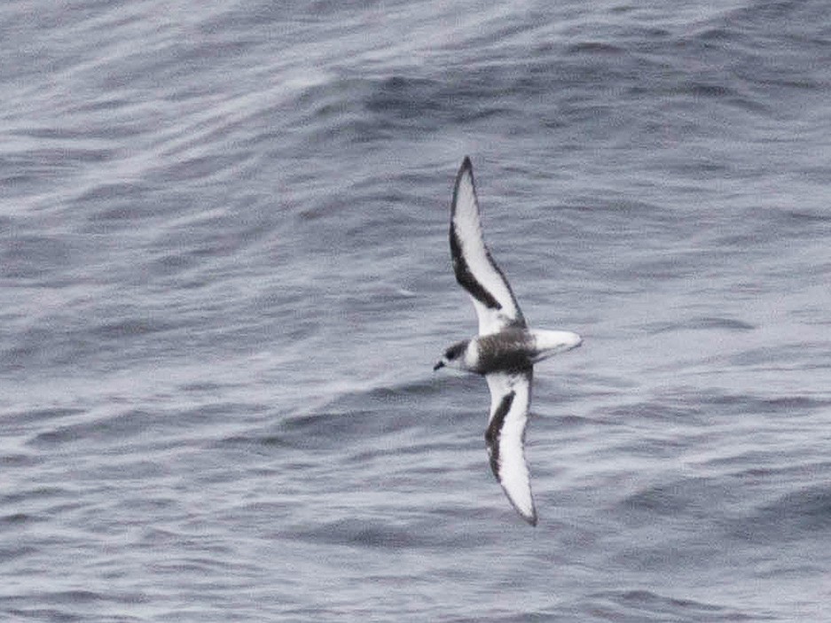 Mottled Petrel - eBird