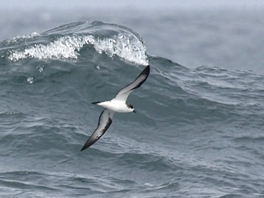 Hawaiian Petrel - eBird