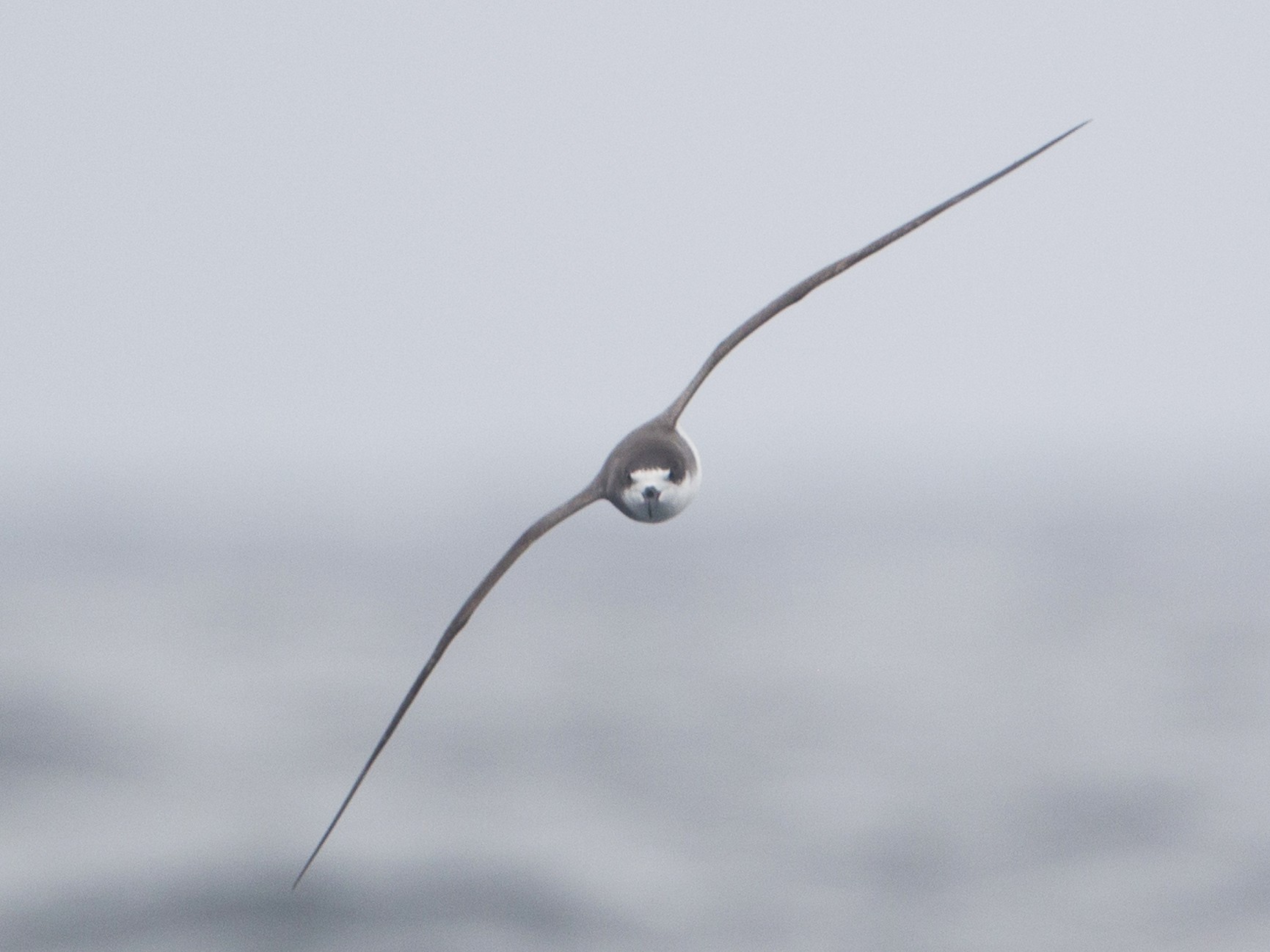Hawaiian Petrel - eBird