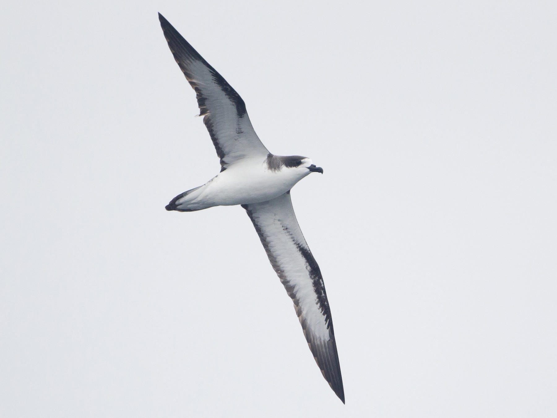 Hawaiian Petrel - eBird