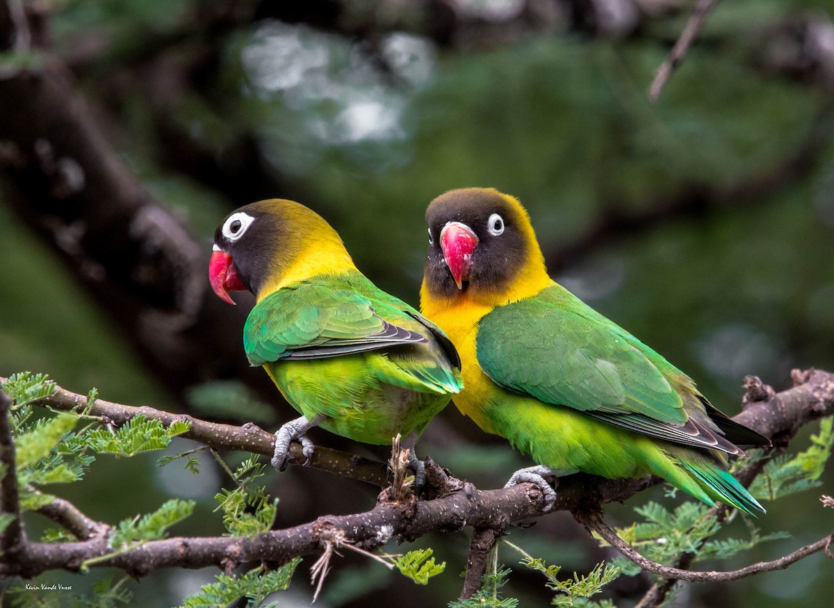 Yellow-collared Lovebird - Agapornis personatus - Birds of the World