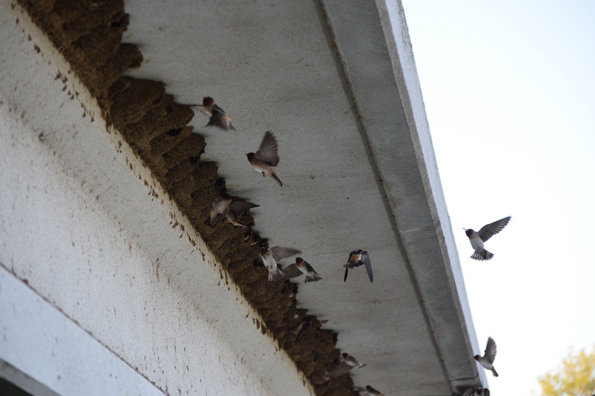 eBird Checklist - 28 Apr 2018 - Timber Creek at Waters Ridge Drive (at ...