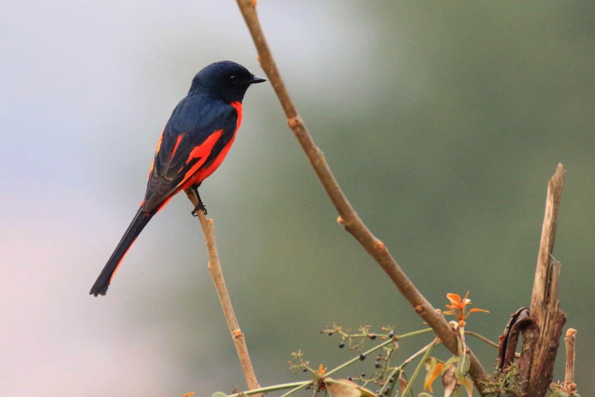 Long-tailed Minivet - Pericrocotus ethologus - Birds of the World