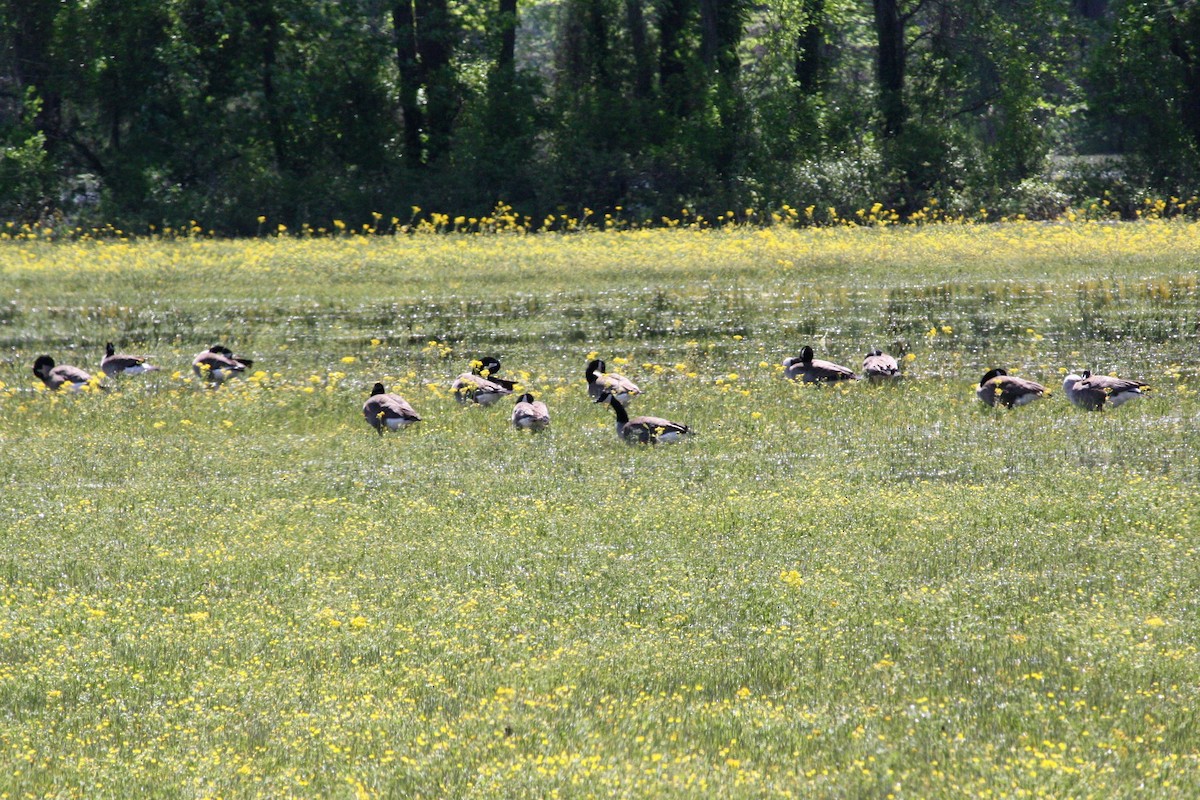 eBird Checklist - 29 Apr 2018 - Tennessee NWR--Duck River Unit - 93 ...