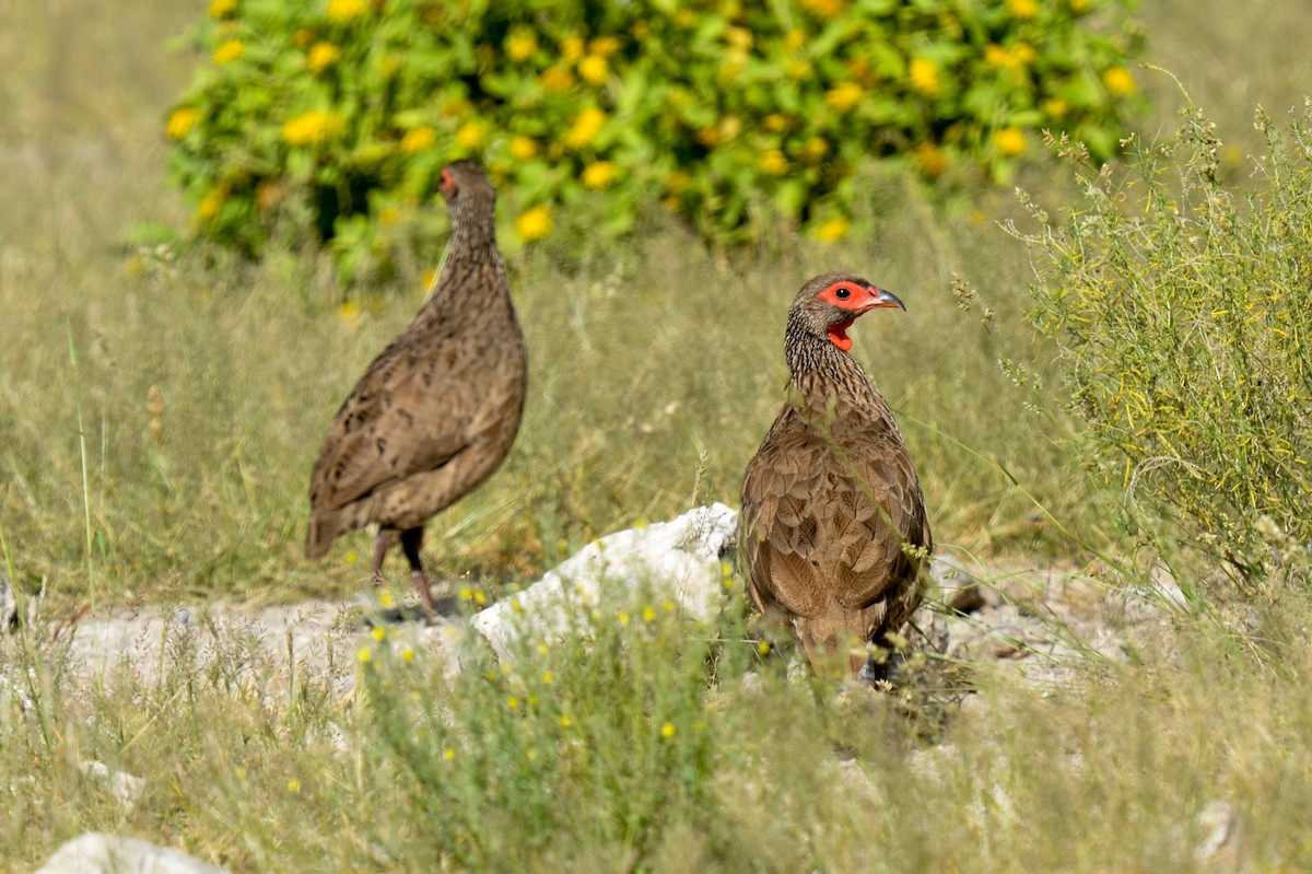 Swainson's Spurfowl - Pternistis swainsonii - Birds of the World