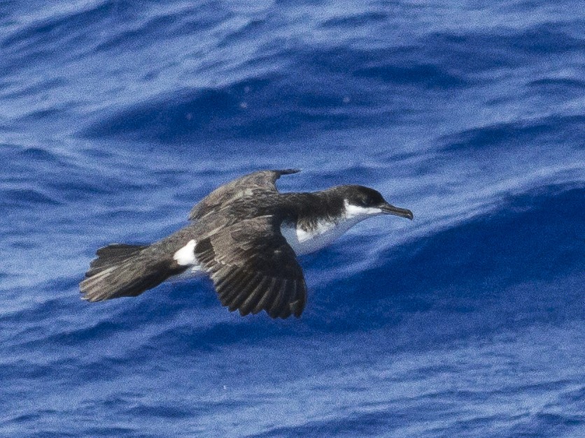 Newell's Shearwater - eBird