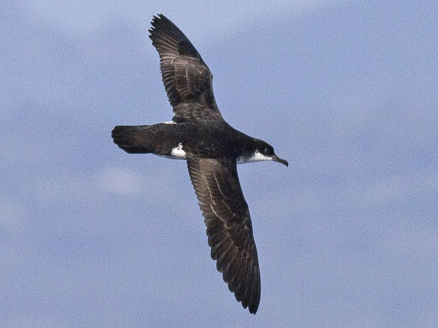 Newell's Shearwater - eBird