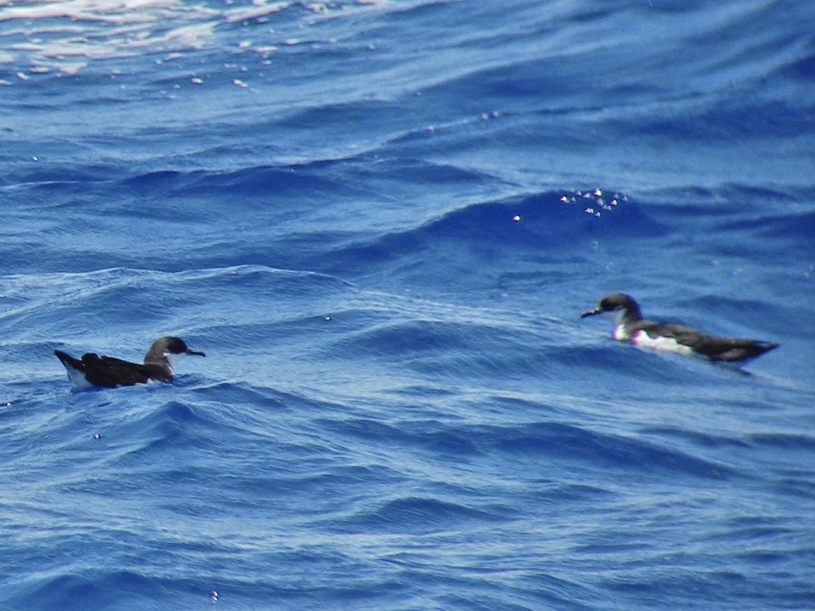 Newell's Shearwater - eBird
