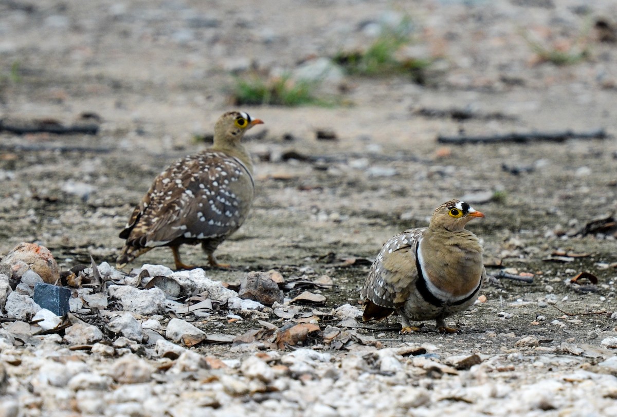 Double-banded Sandgrouse - Pterocles bicinctus - Birds of the World