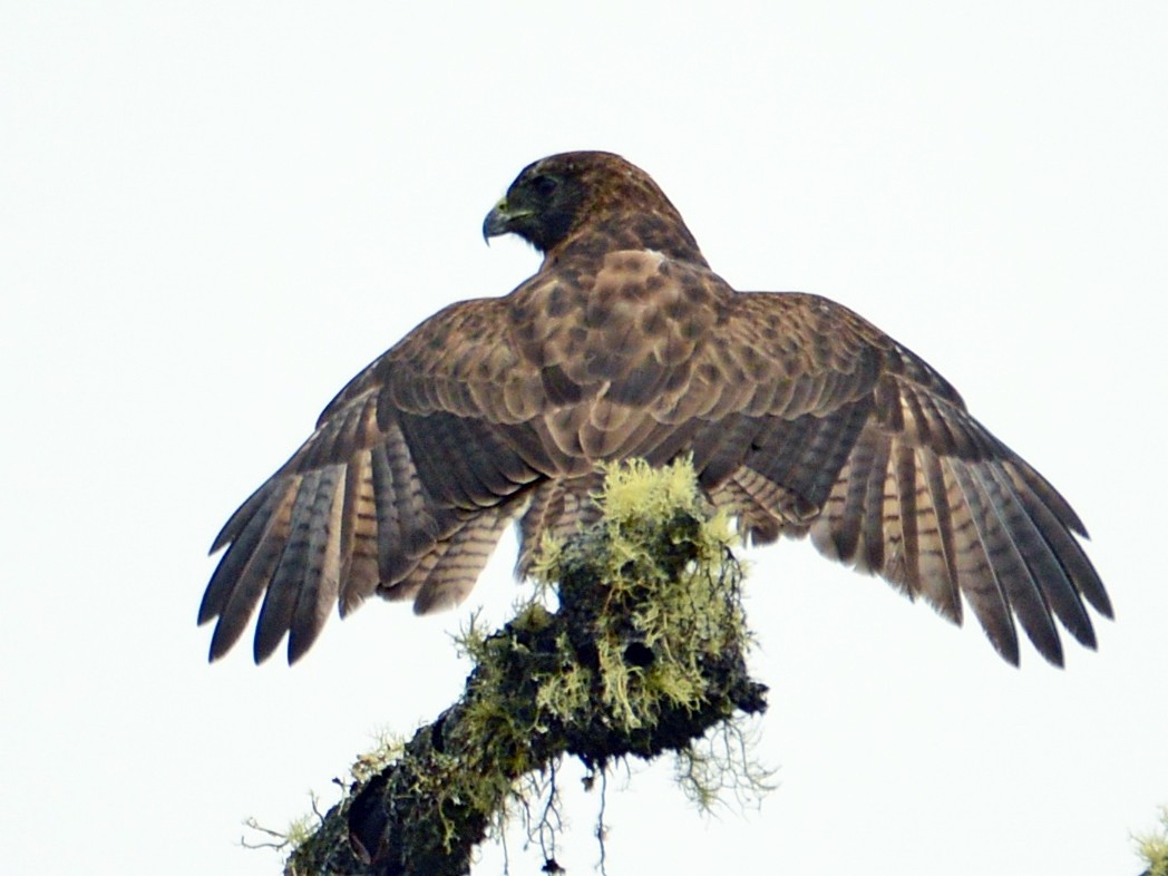 Hawaiian Hawk