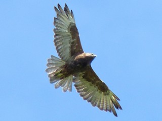 Hawaiian Hawk - eBird