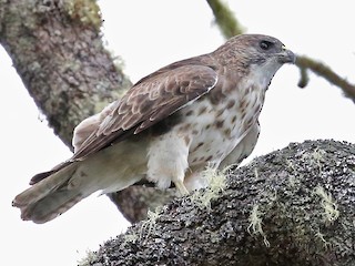 Hawaiian Hawk - eBird