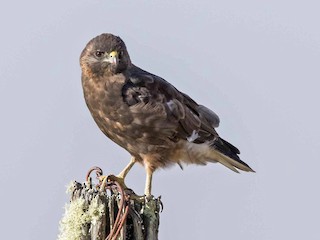 Hawaiian Hawk - eBird