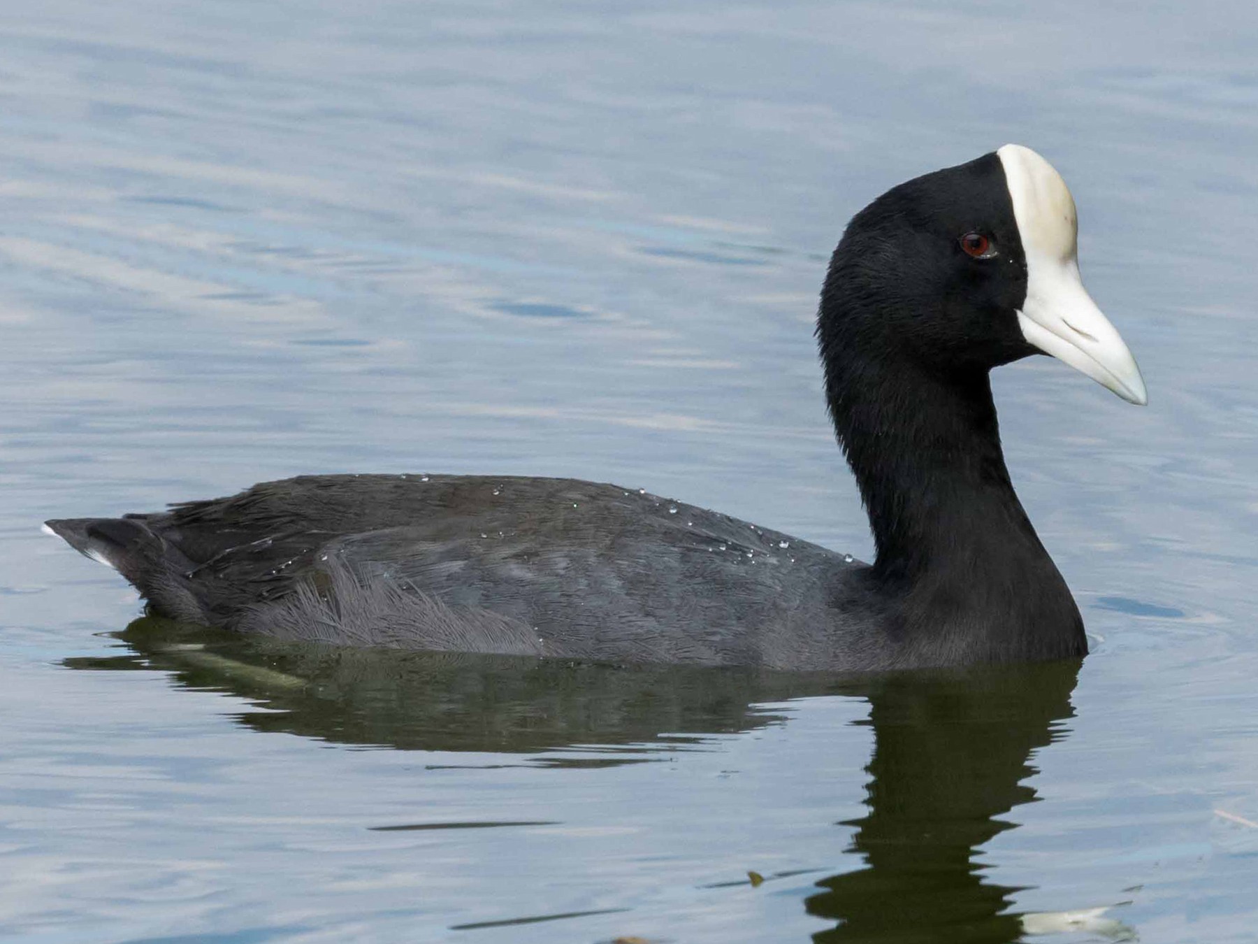 Hawaiian Coot - eBird