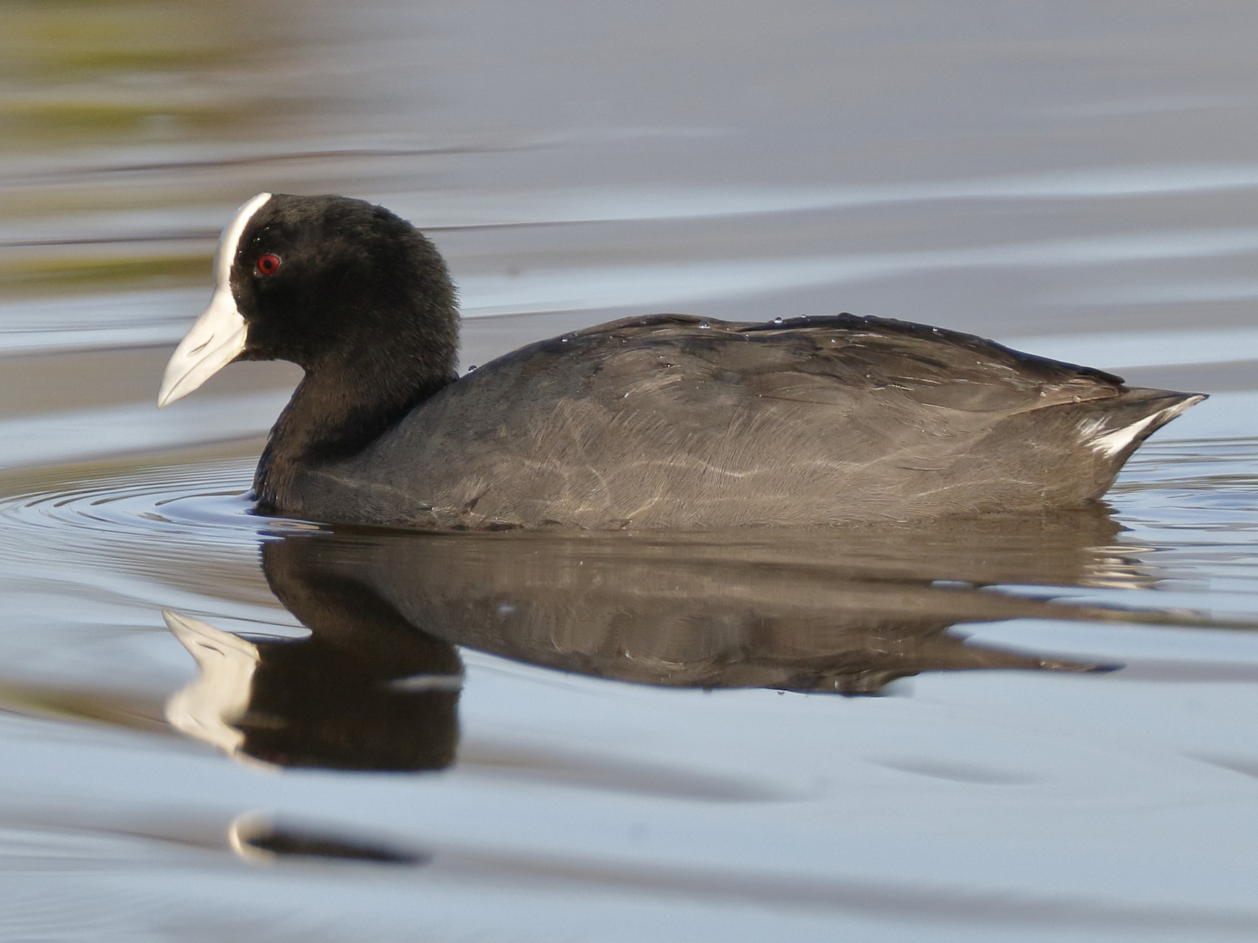 Hawaiian Coot - eBird