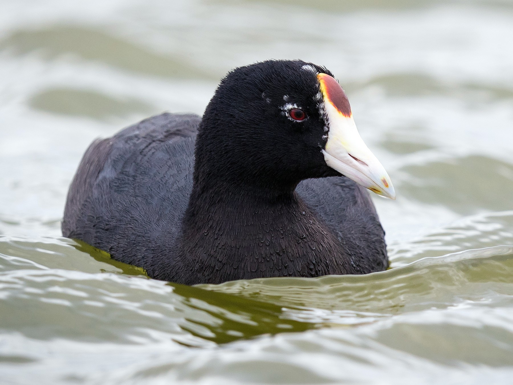 Hawaiian Coot - eBird